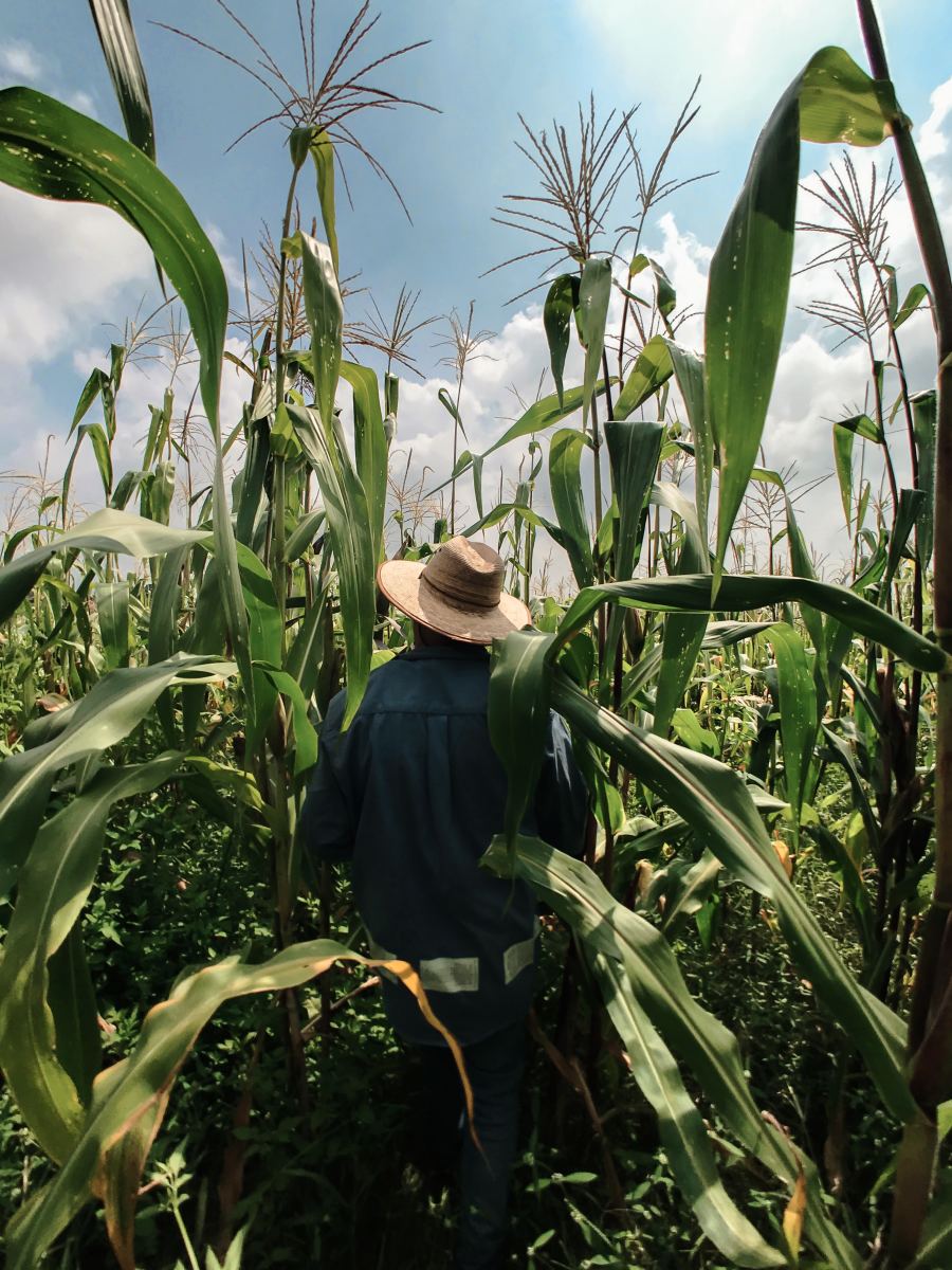 Pest Control Benefits Even the Smallest Corn Crops - HubPages
