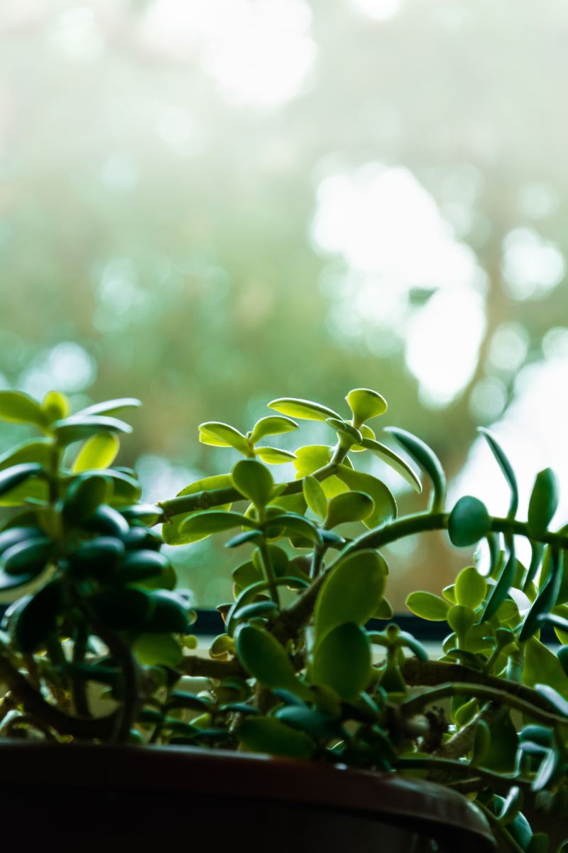 4 Interesting and Low-Maintenance Houseplants for Everyone - HubPages