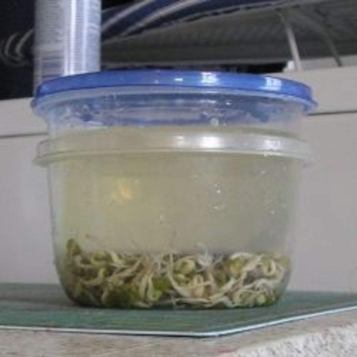 Grow Edible Sprouts - HubPages