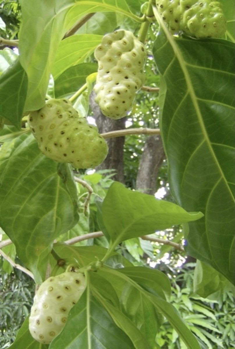 10 Most Weird Fruits in the World - HubPages