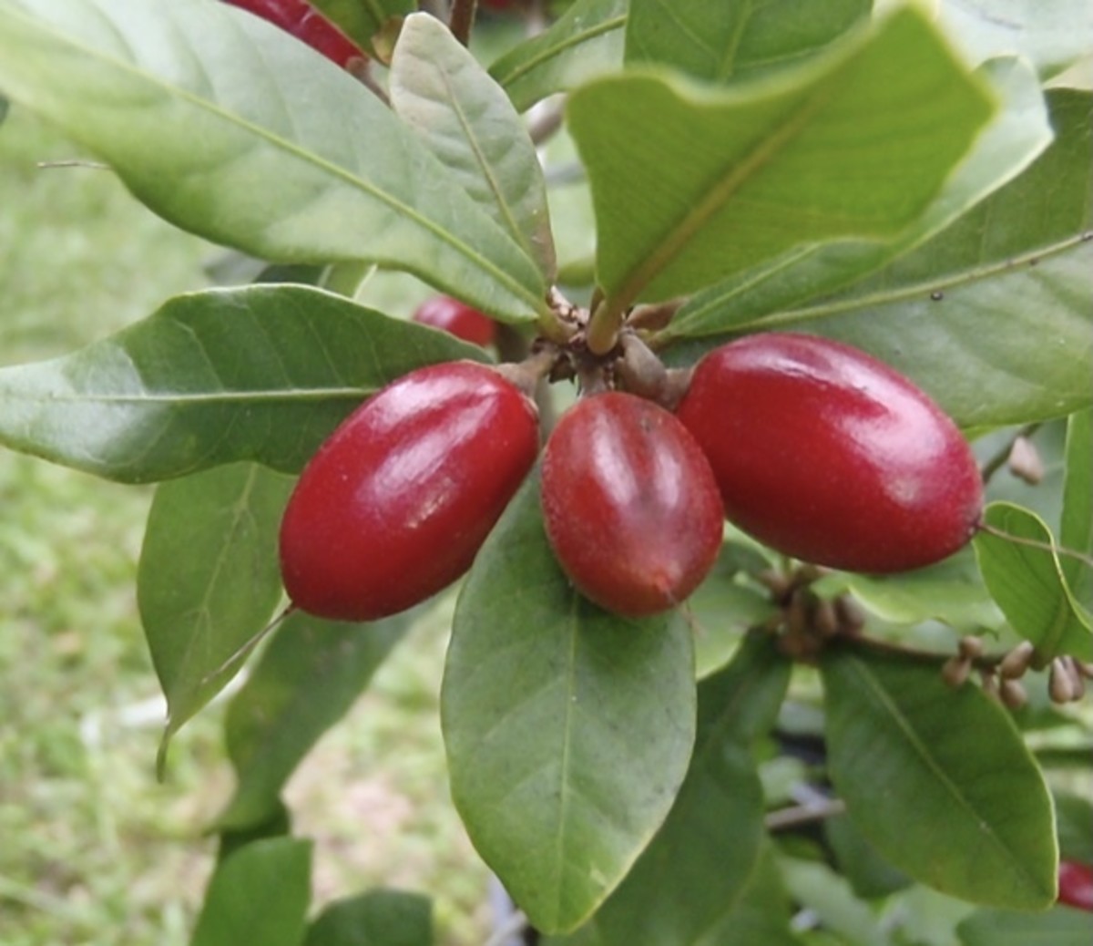 10 Most Weird Fruits in the World - HubPages