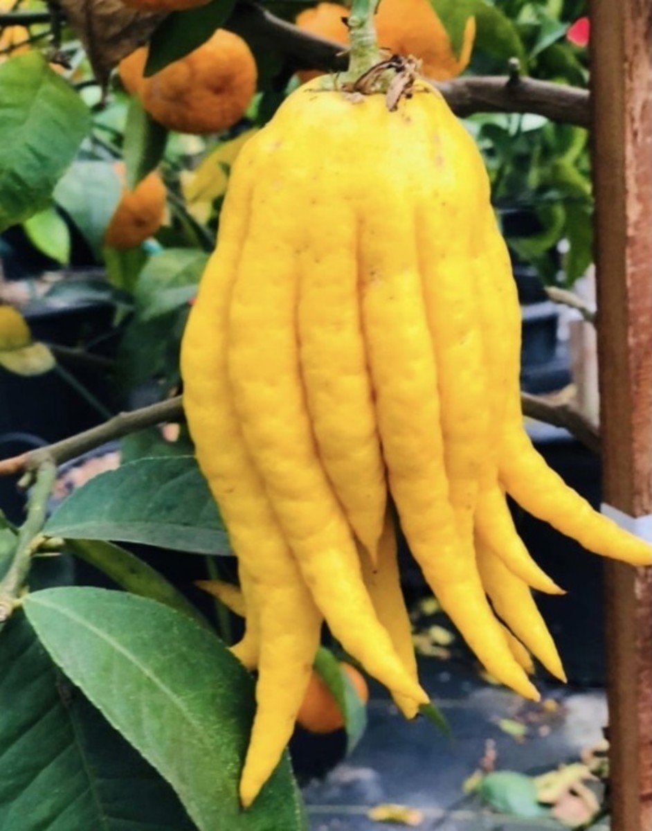 10 Most Weird Fruits in the World - HubPages