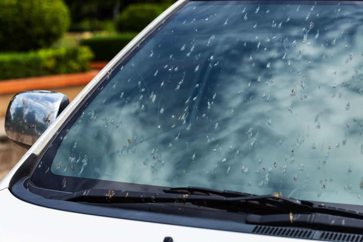 Woman Has Brilliant Hack for Removing Bug Stains from Car With Dryer ...