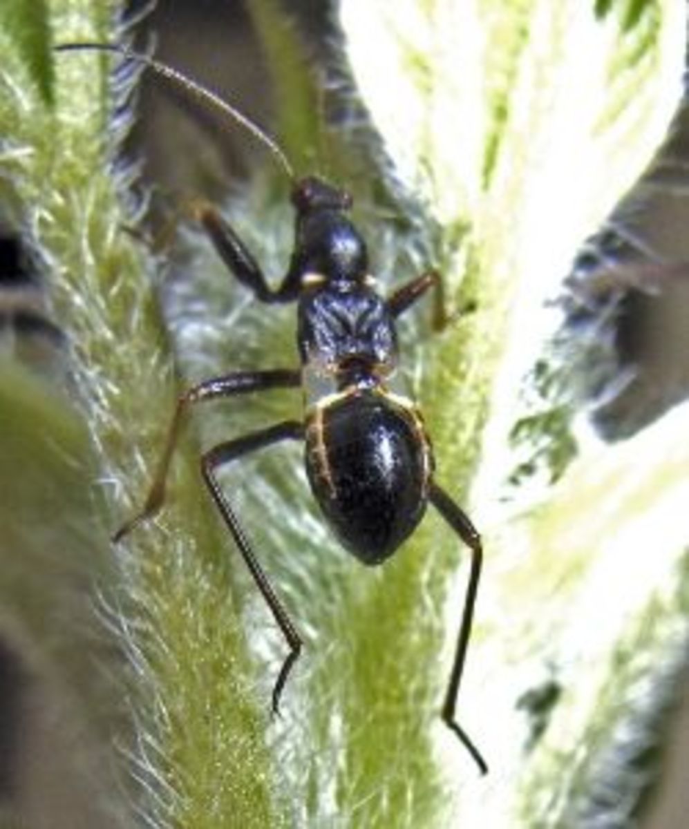 Your Friends, the Damsel Bugs and Flower Bugs - HubPages