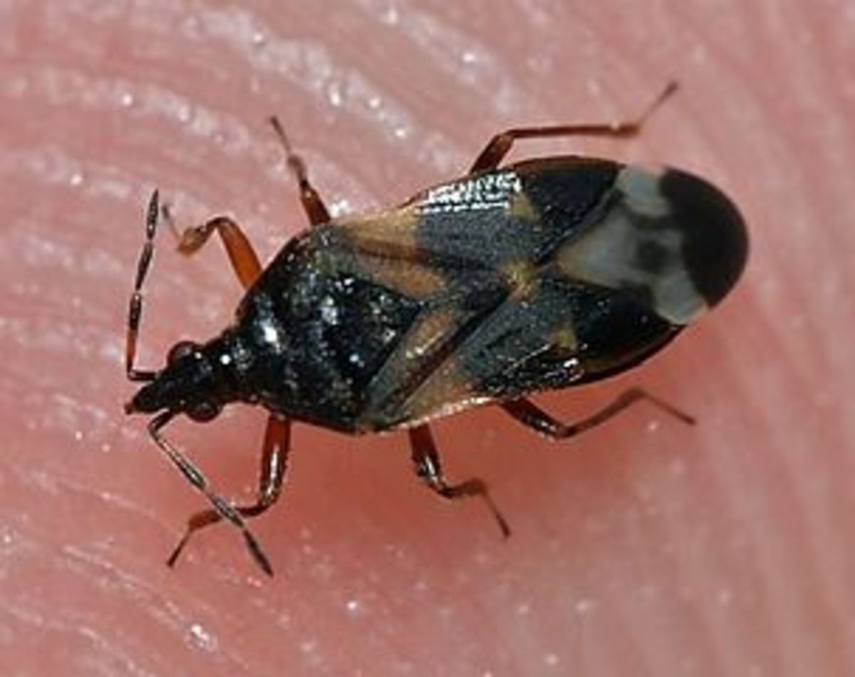 Your Friends, the Damsel Bugs and Flower Bugs - HubPages