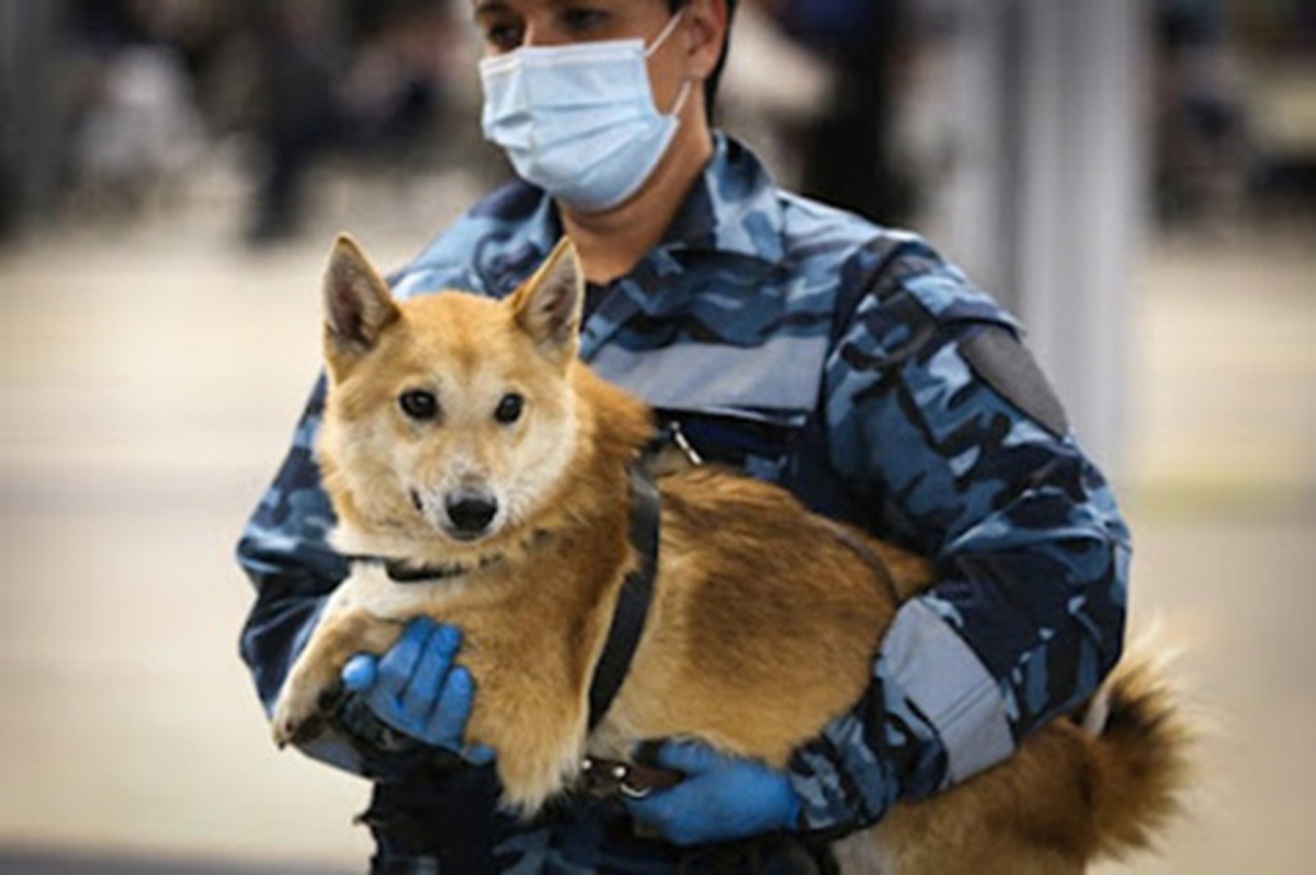 Five Russian Dogs Banned Or Restricted In Other Countries - HubPages