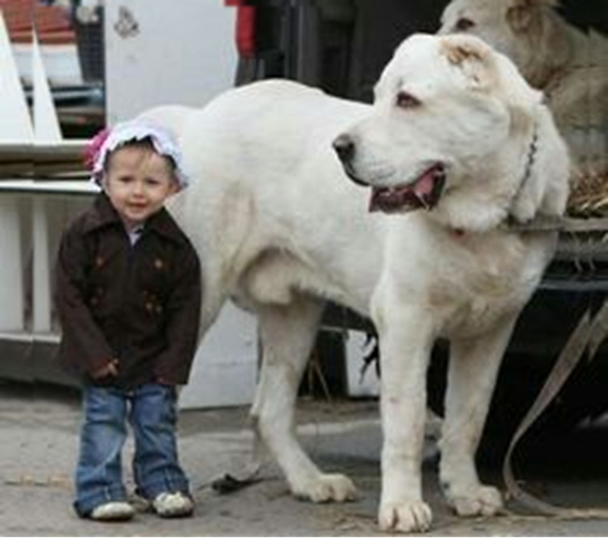 Five Russian Dogs Banned Or Restricted In Other Countries - HubPages
