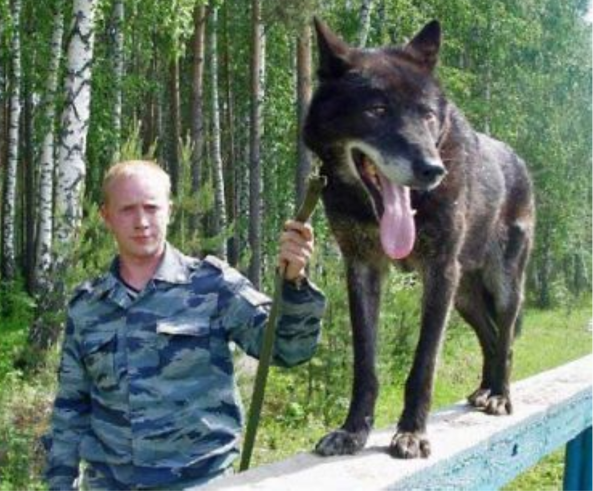 Five Russian Dogs Banned Or Restricted In Other Countries - HubPages