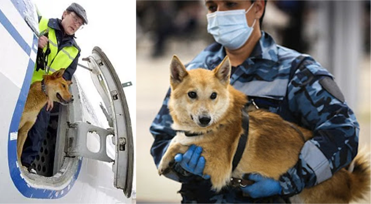 The 10 Most Respected Breeders Who Founded New Dog Breeds - HubPages