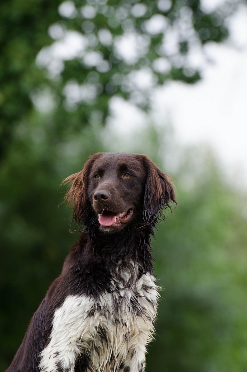 Factors to Consider When Choosing a Pointer Breed - HubPages