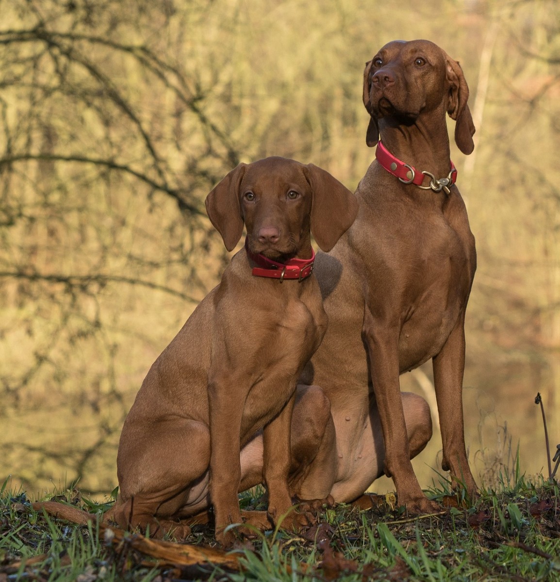 Factors to Consider When Choosing a Pointer Breed - HubPages
