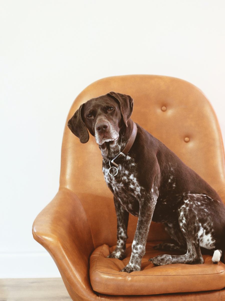 Factors to Consider When Choosing a Pointer Breed - HubPages