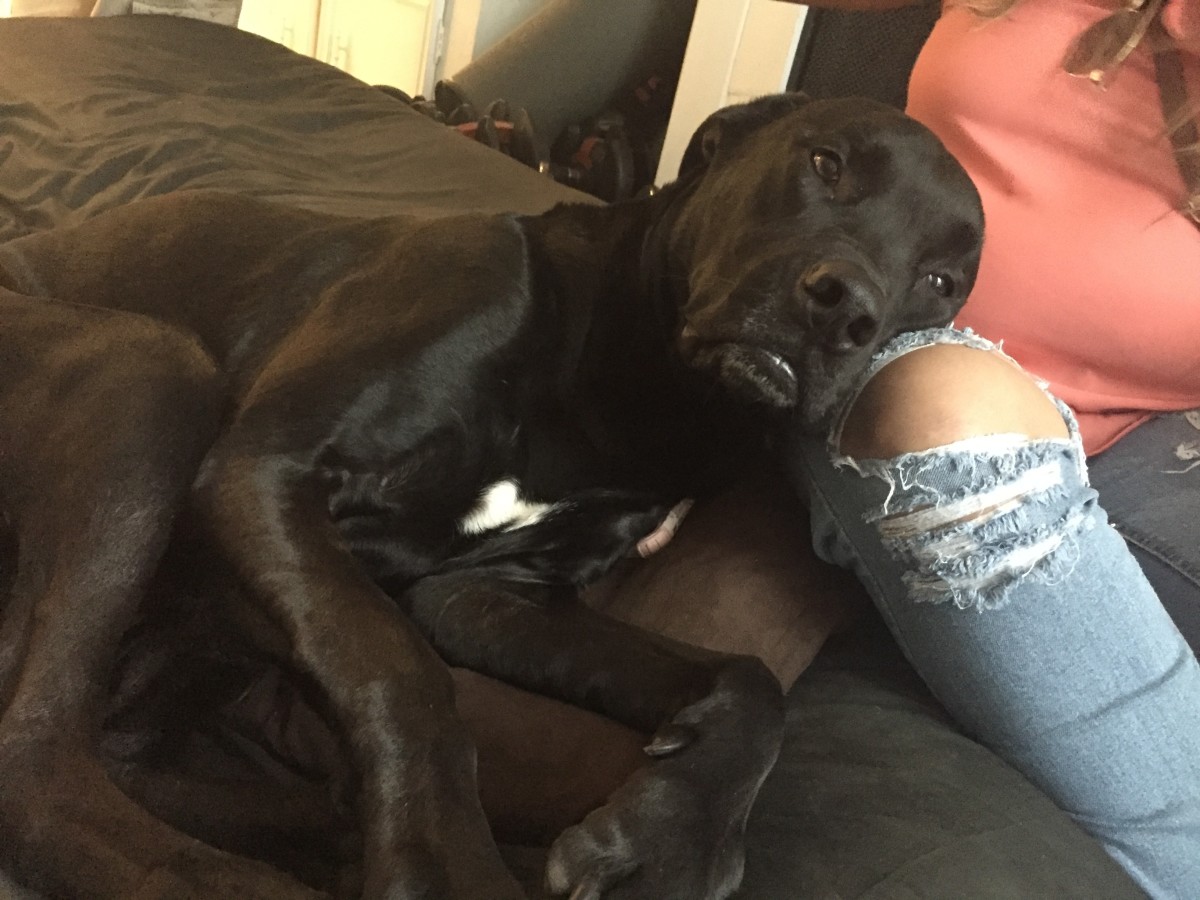 5 Things to Know About the Black Labrador - HubPages