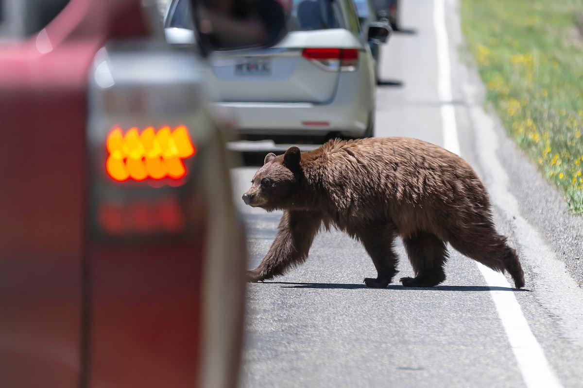 Bear Gets Caught in This Woman’s Car and the Damage It Left Behind Is ...