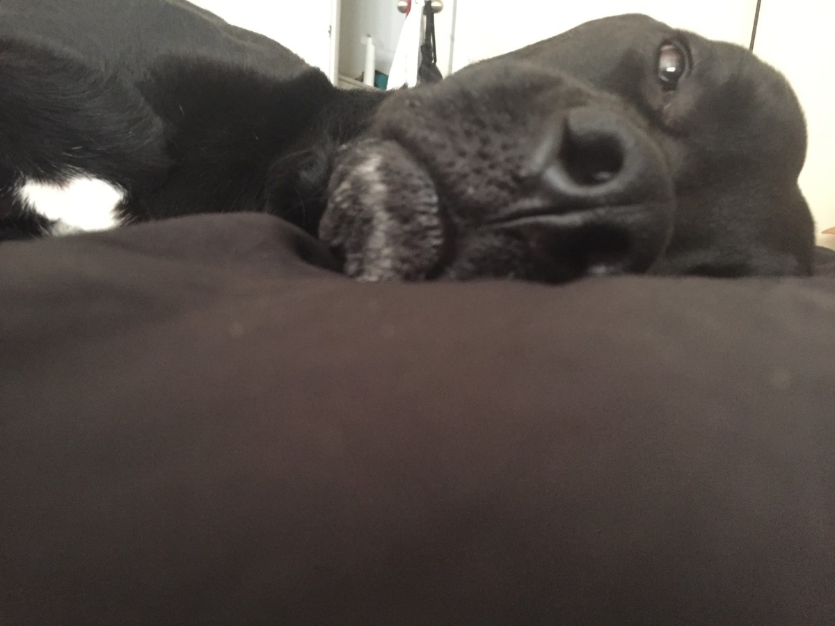 Does My Dog Have Cushing’s Disease? - HubPages