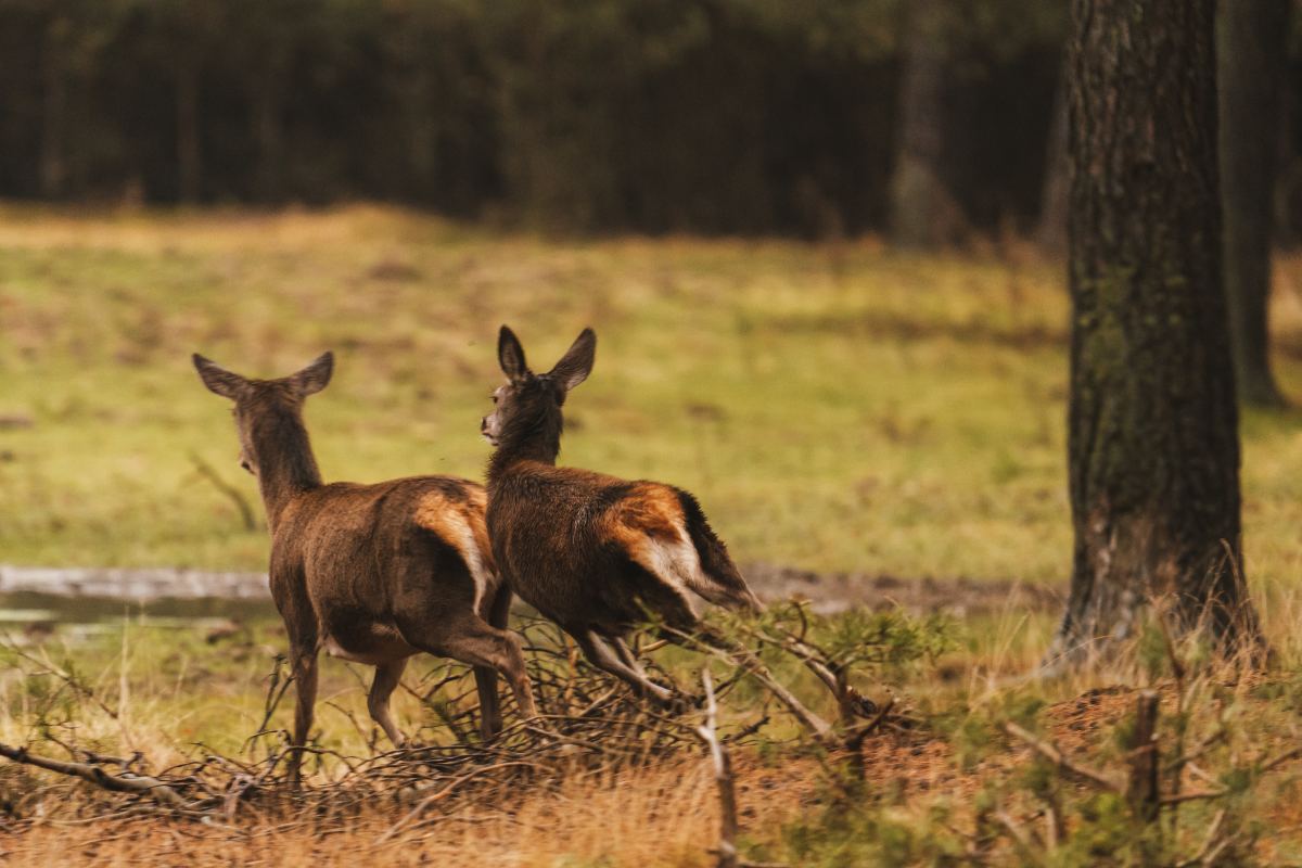 Hiker in New Mexico Records Herd of Elk Running For Their Lives From ...