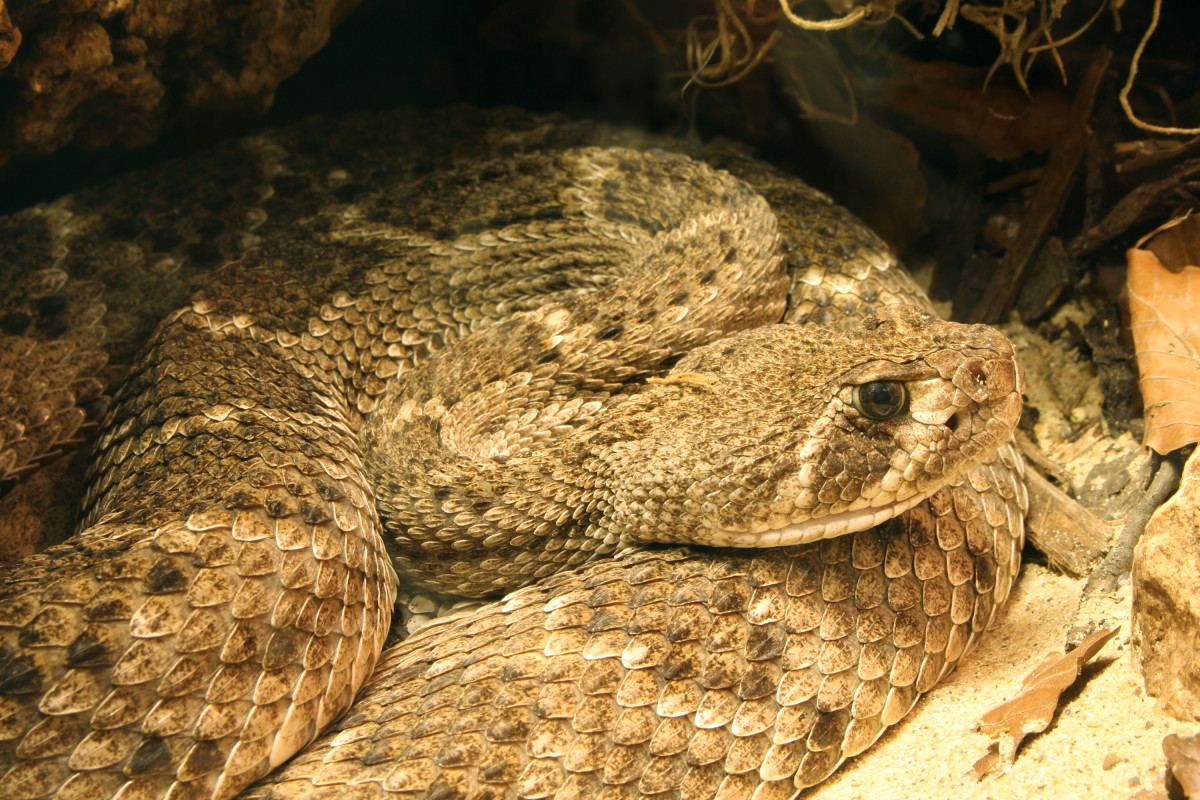 How Decapitated Snakes Can Still Deliver a Venomous Bite - HubPages