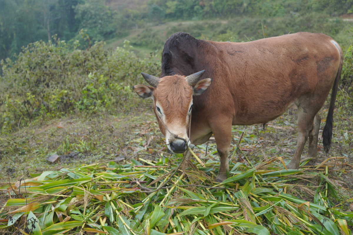 Cao Bang - Bac Can Book Trip (Part 2) - Ultra trail - HubPages