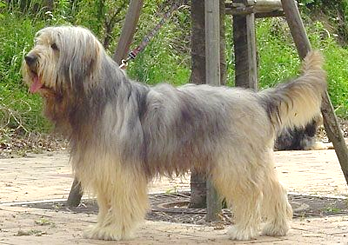 11 Unrecognized Guard Dogs From Asian Countries - HubPages