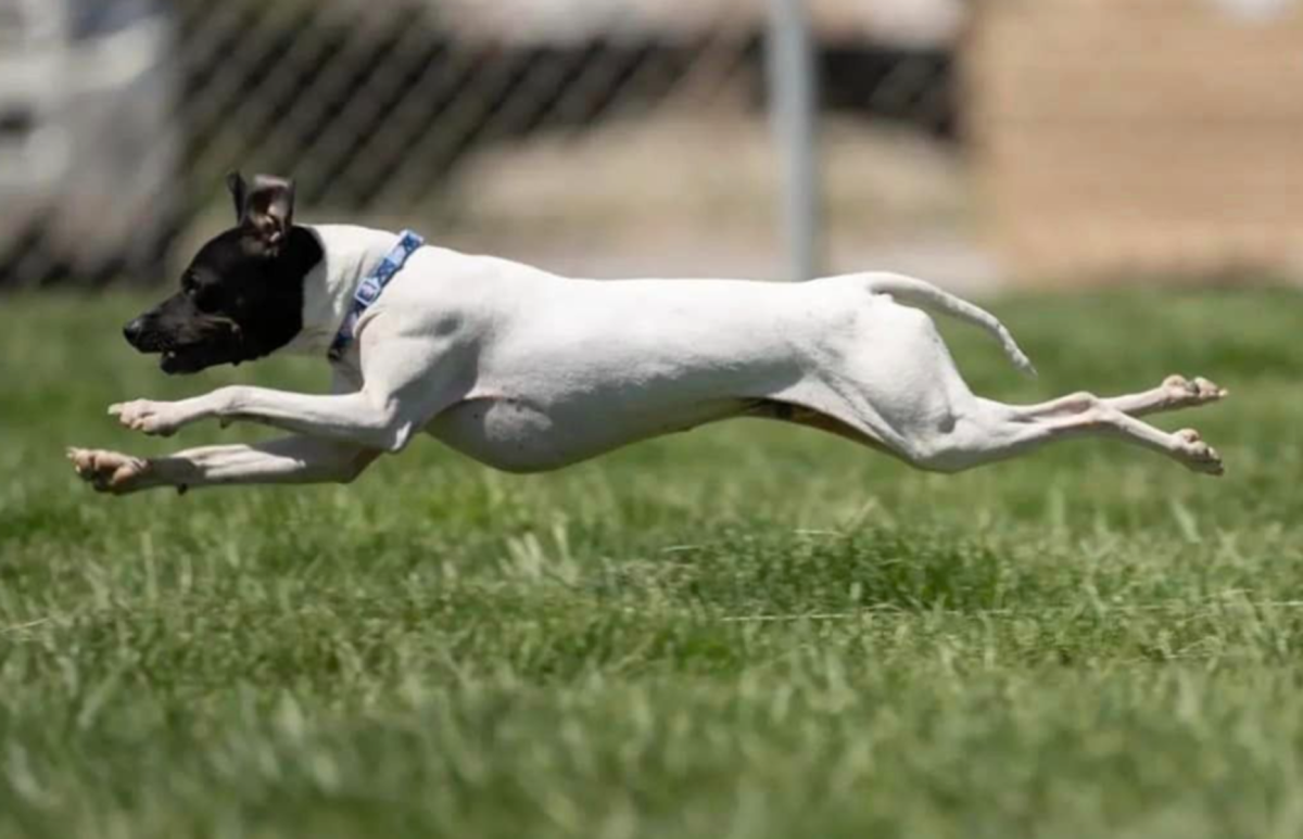 11 Unrecognized Guard Dogs From Asian Countries - HubPages