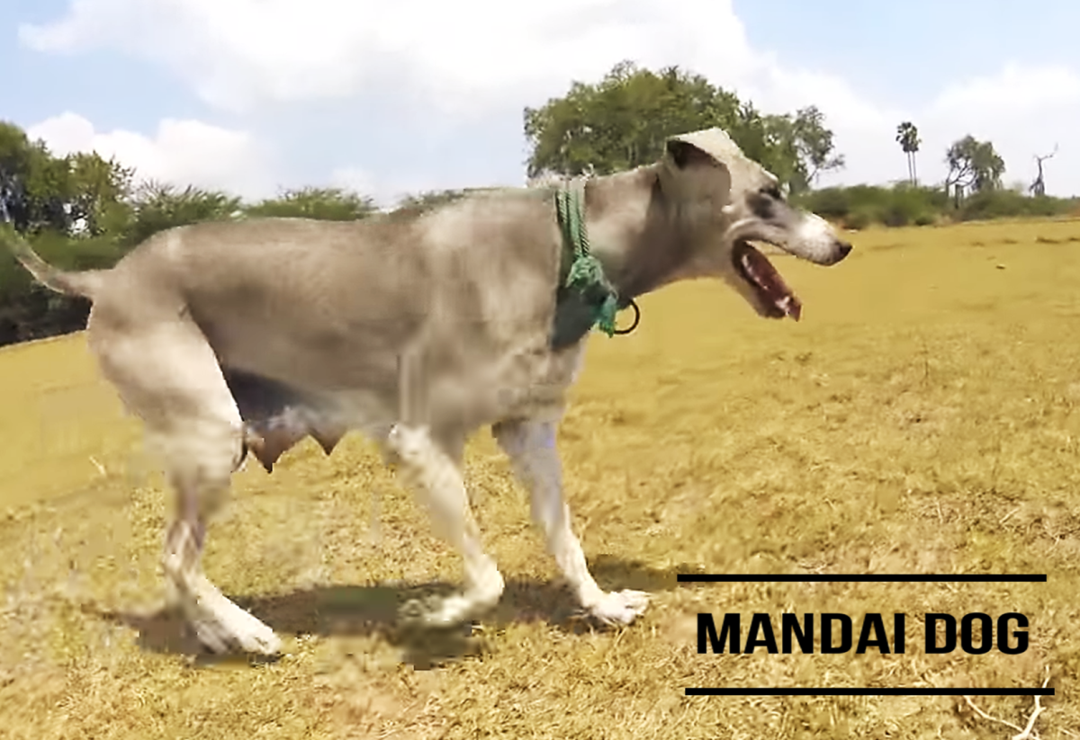 Mandai Dog: Breed Information, Facts and Characteristics - HubPages