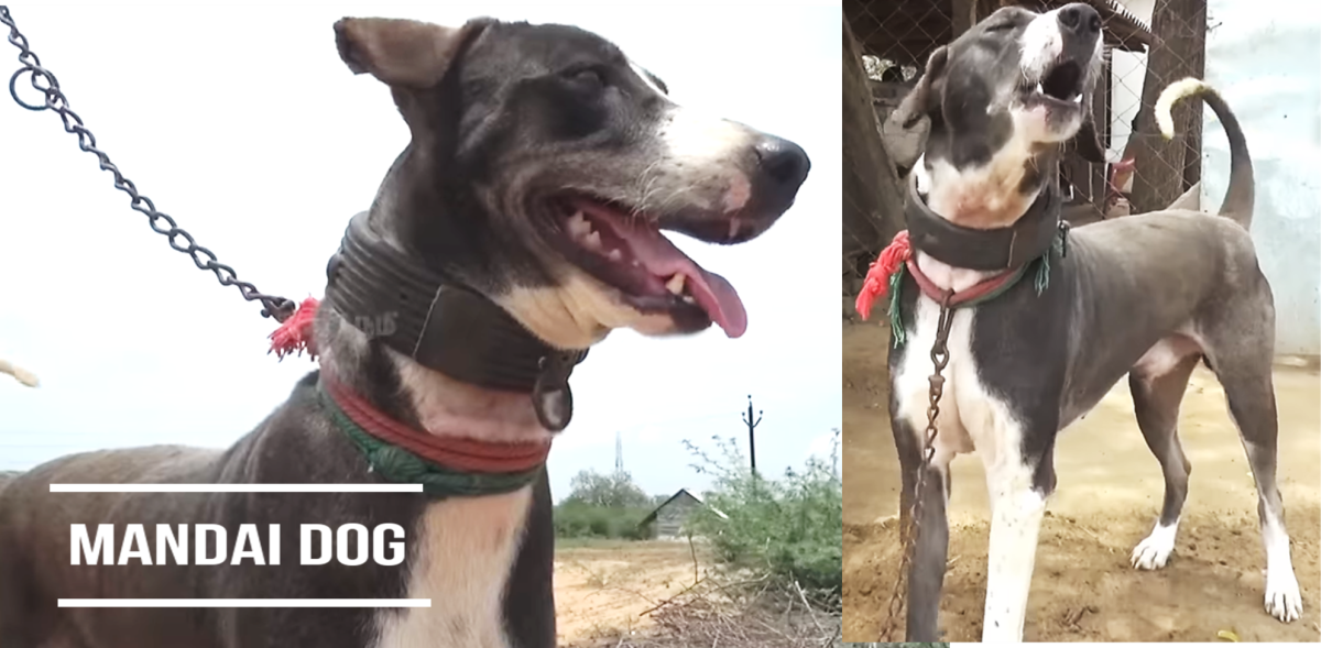 Mandai Dog: Breed Information, Facts and Characteristics - HubPages