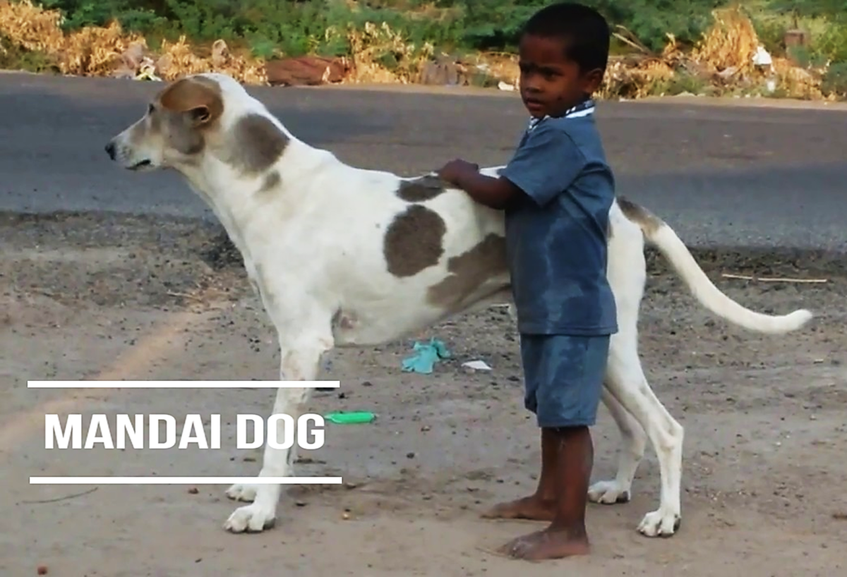 Mandai Dog: Breed Information, Facts and Characteristics - HubPages