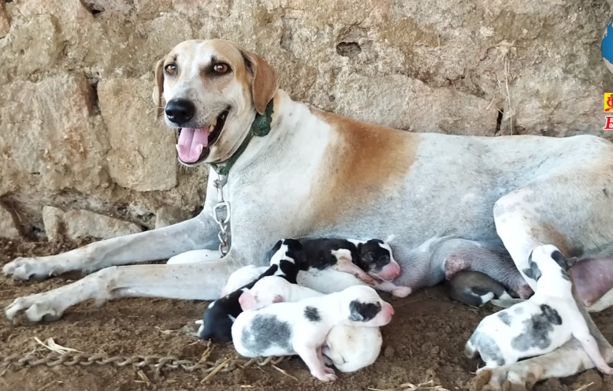 Mandai Dog: Breed Information, Facts and Characteristics - HubPages