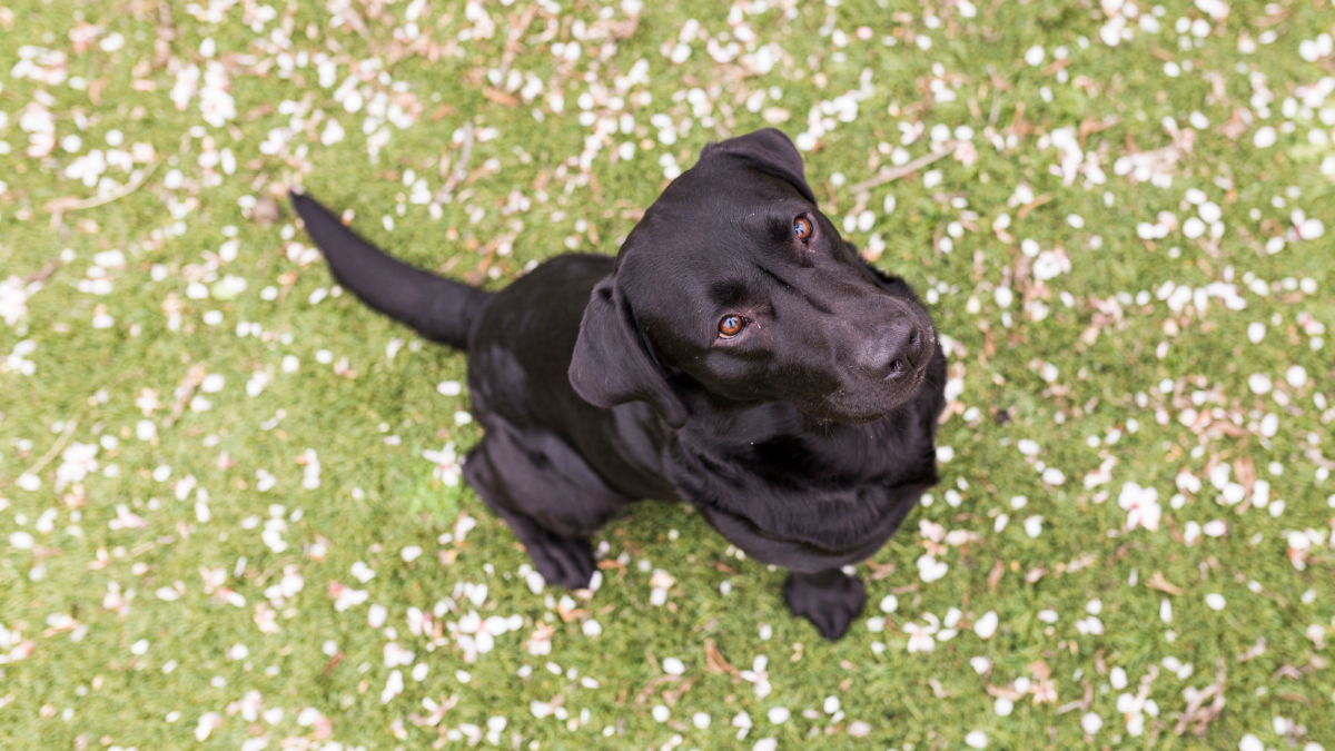 Interdog Aggression and Possessiveness: Causes and Solutions - HubPages