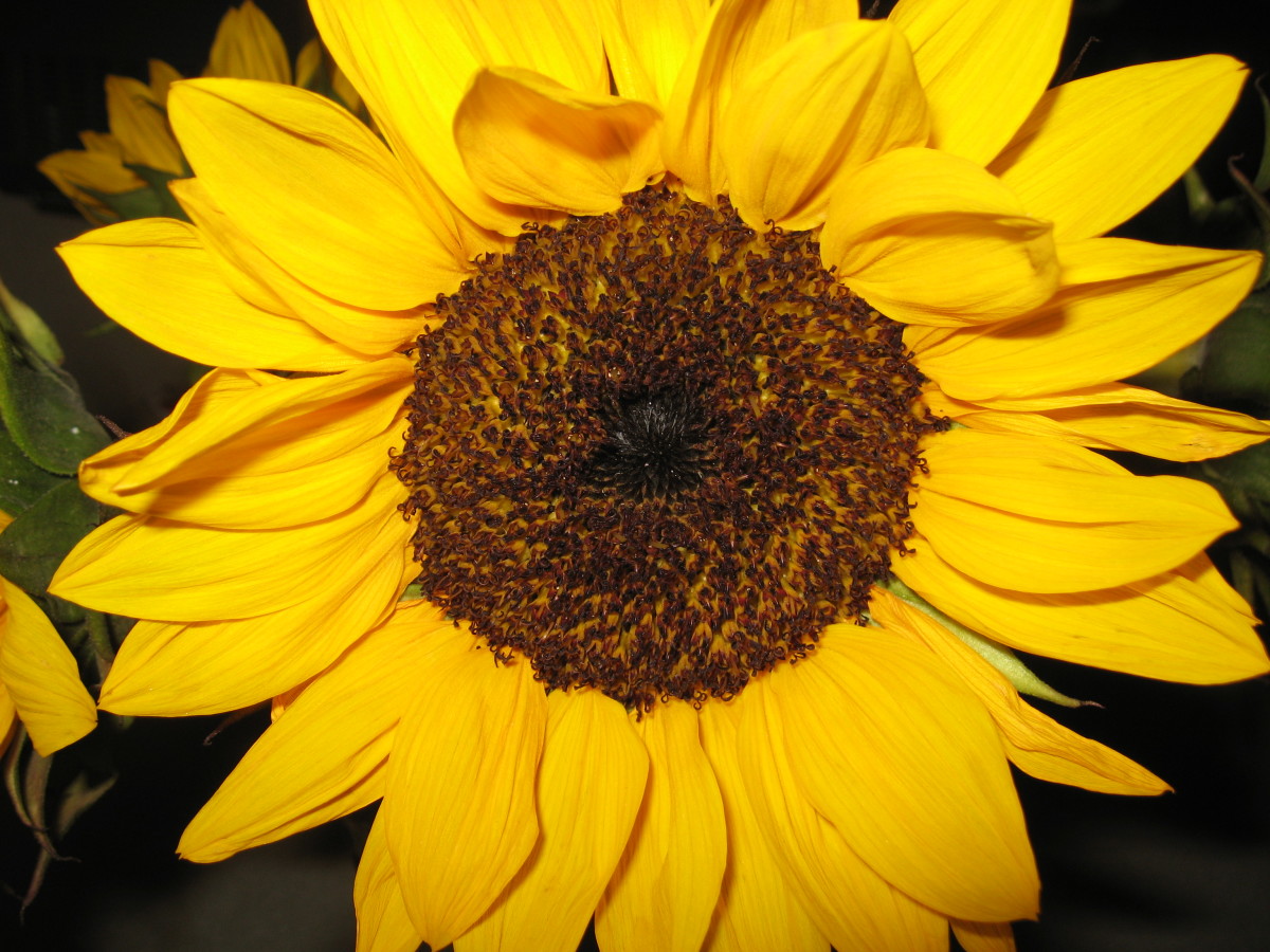 Gardening Tips: Planting Sunflower Seeds - HubPages