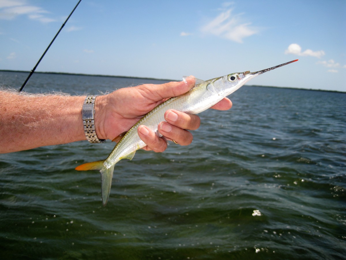 Fishing in a Chum Line - HubPages