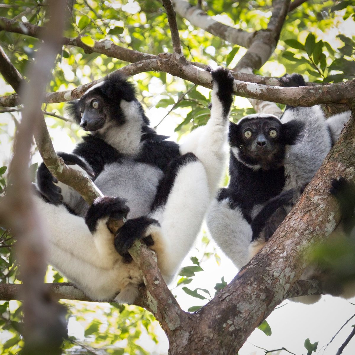 The "Singing" Indri Lemurs of Madagascar - HubPages