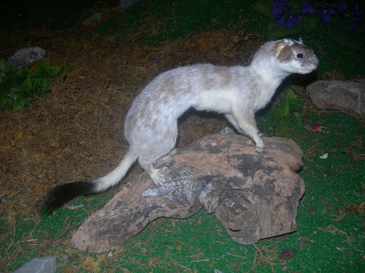 The Life of the Stoat - HubPages