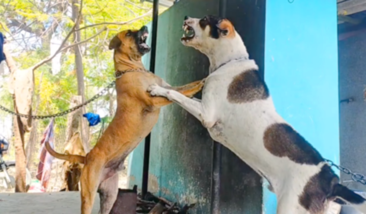 Mandai Dog Pros and Cons: 11 Things to Consider Before Owning - HubPages