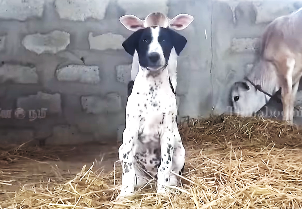 Mandai Dog Pros and Cons: 11 Things to Consider Before Owning - HubPages