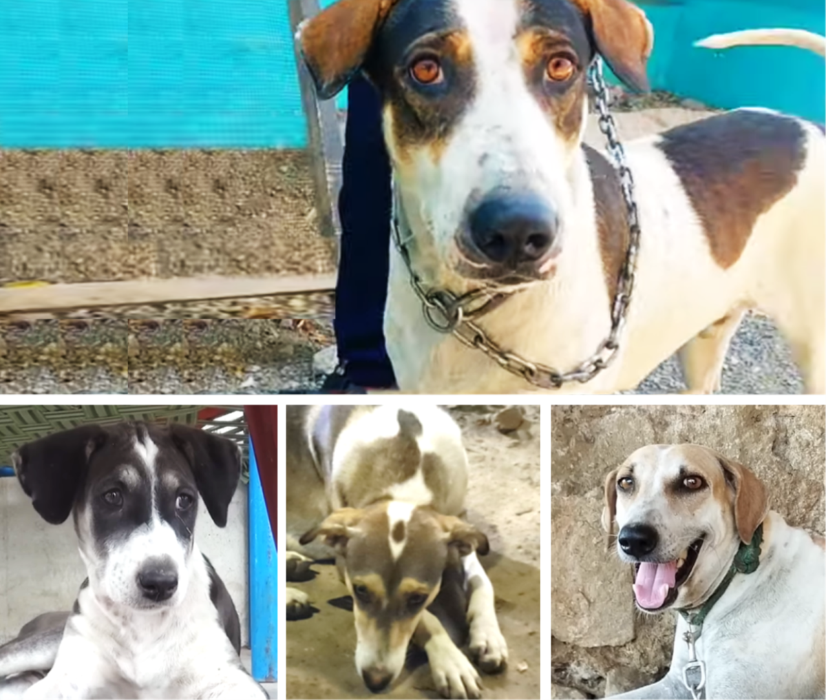 Mandai Dog Pros and Cons: 11 Things to Consider Before Owning - HubPages