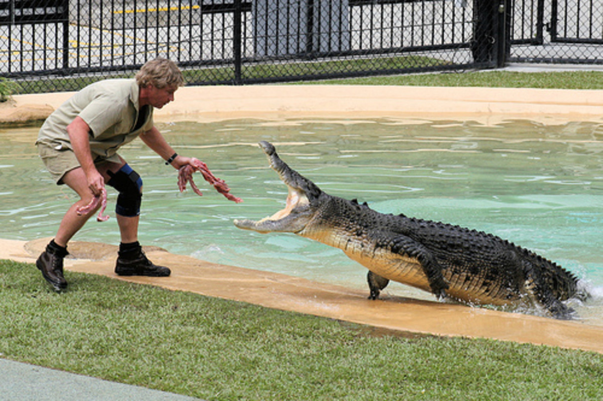 Does Bindi Irwin Support "Animal Abuse"? Ridiculous Steve Irwin and ...