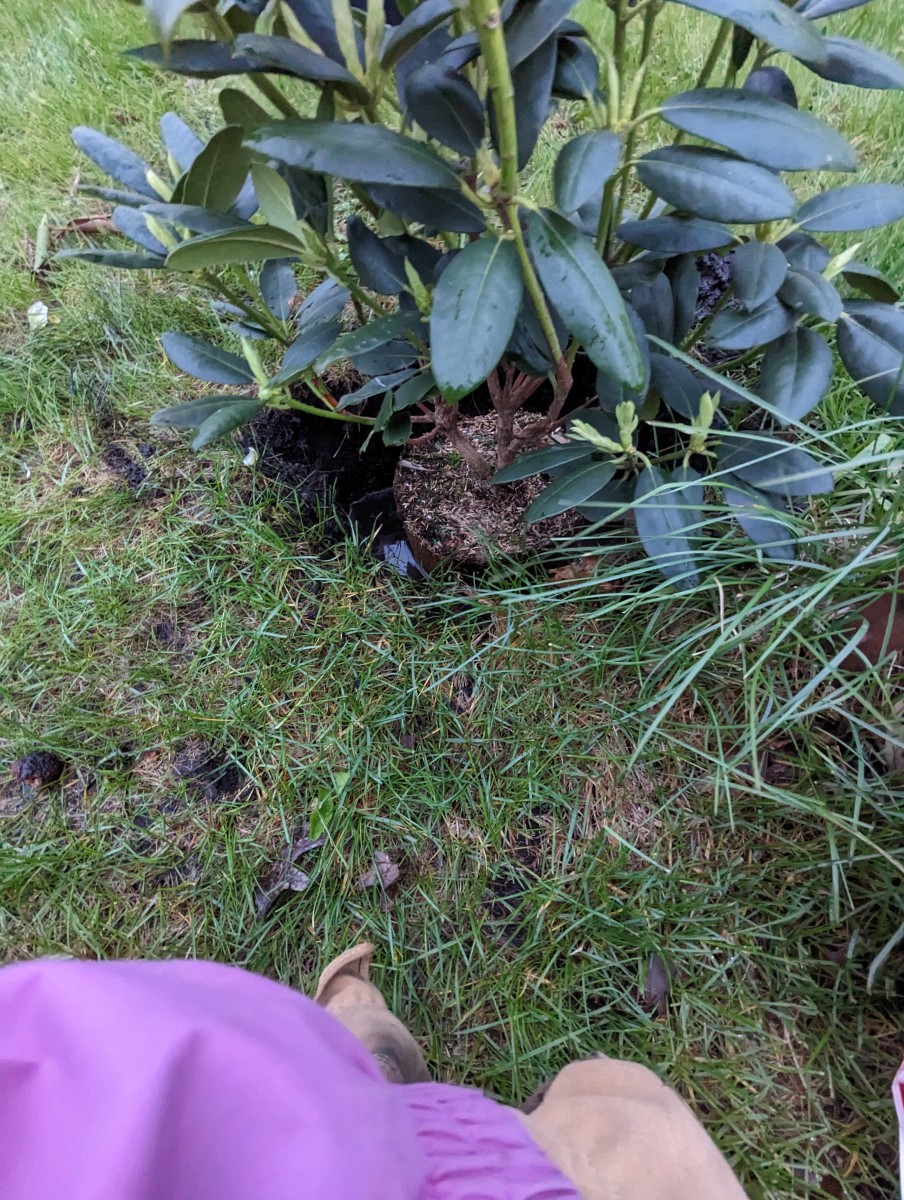 Shrubs - Planting Rhododendron - HubPages