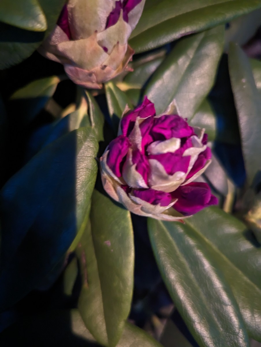 Shrubs - Planting Rhododendron - HubPages