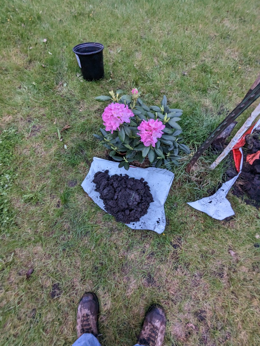 Shrubs - Planting Rhododendron - HubPages