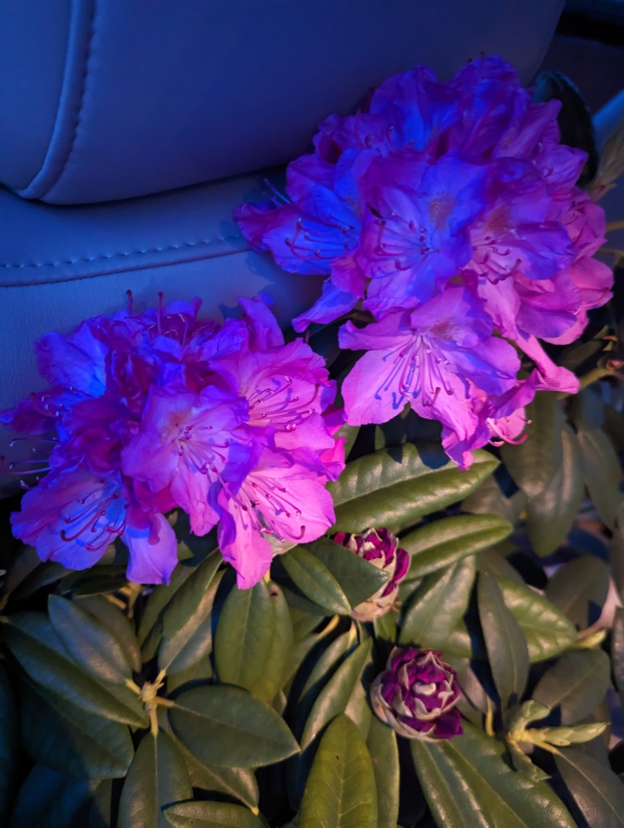 Shrubs - Planting Rhododendron - HubPages