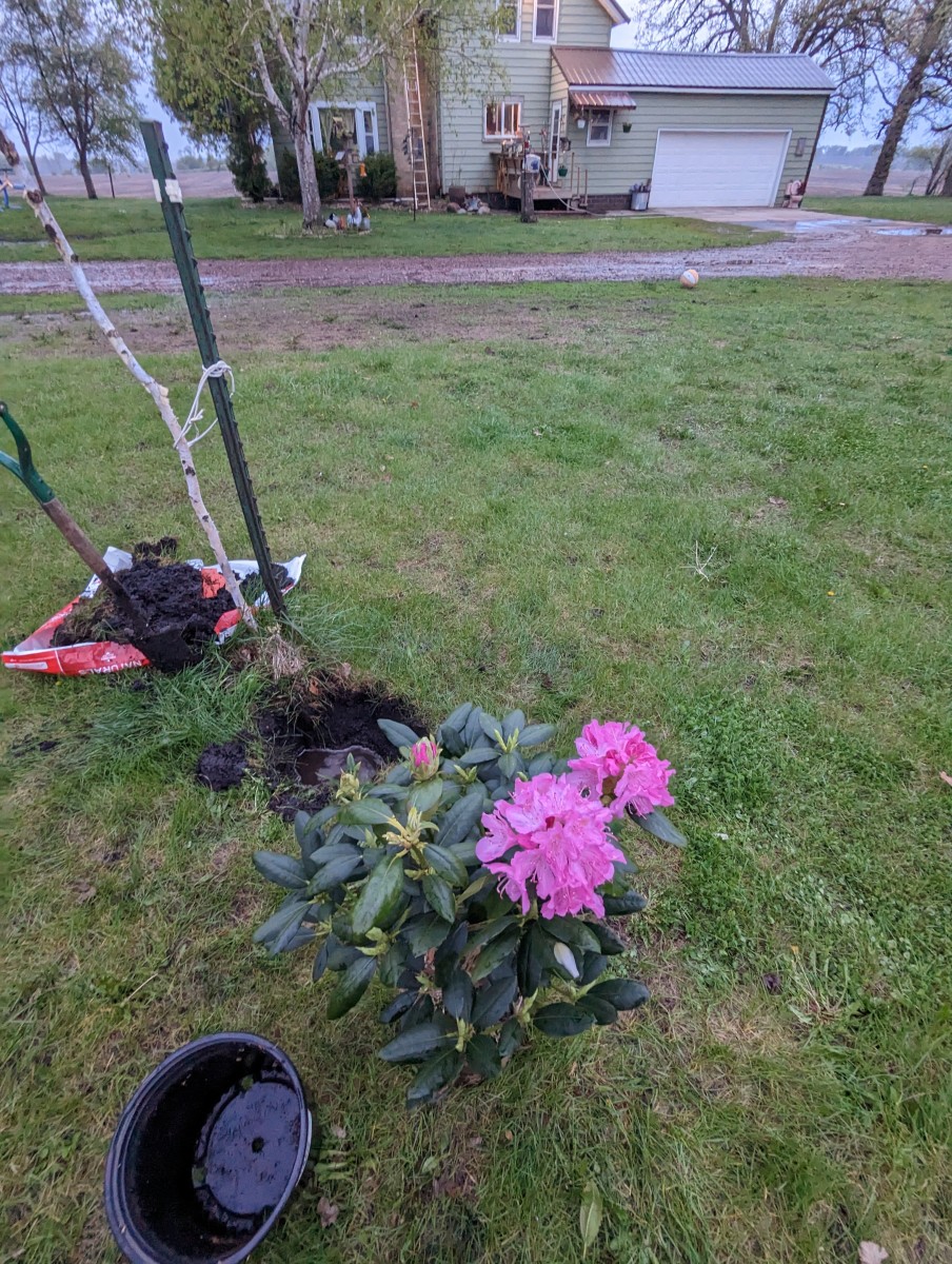 Shrubs - Planting Rhododendron - HubPages