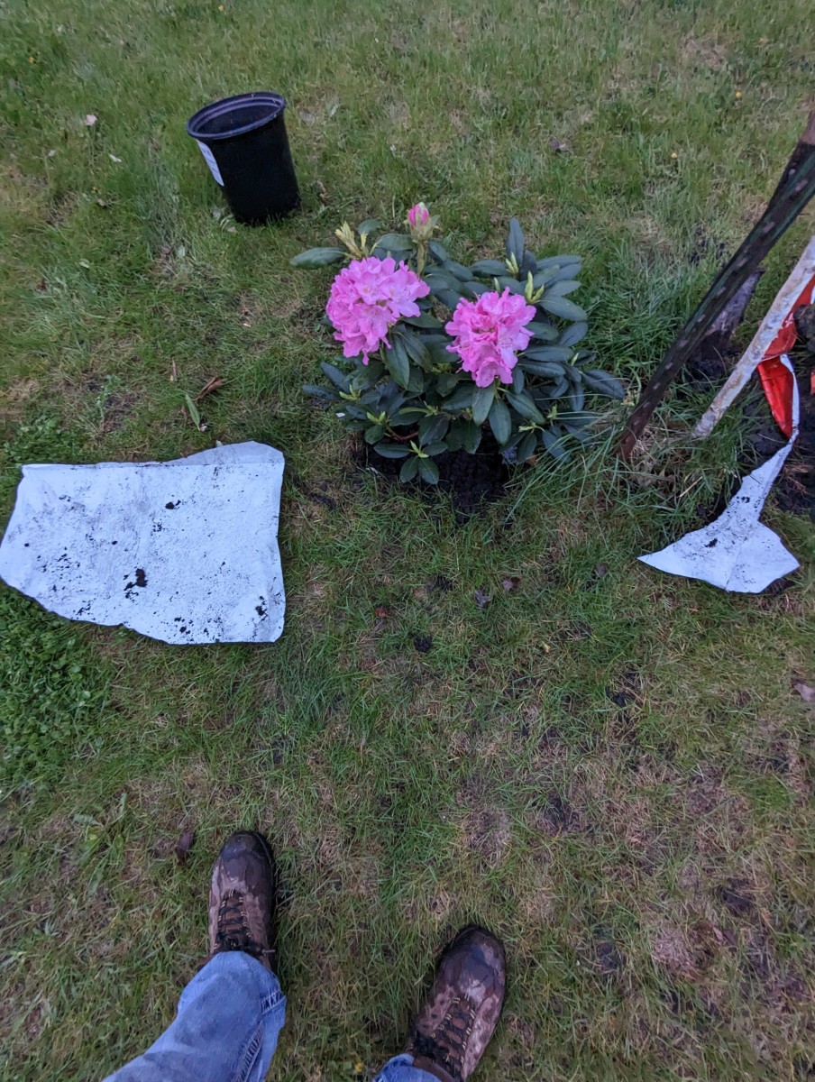 Shrubs - Planting Rhododendron - HubPages