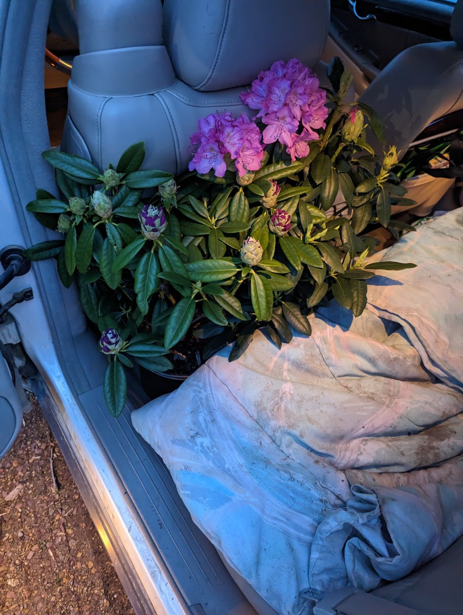 Shrubs - Planting Rhododendron - HubPages