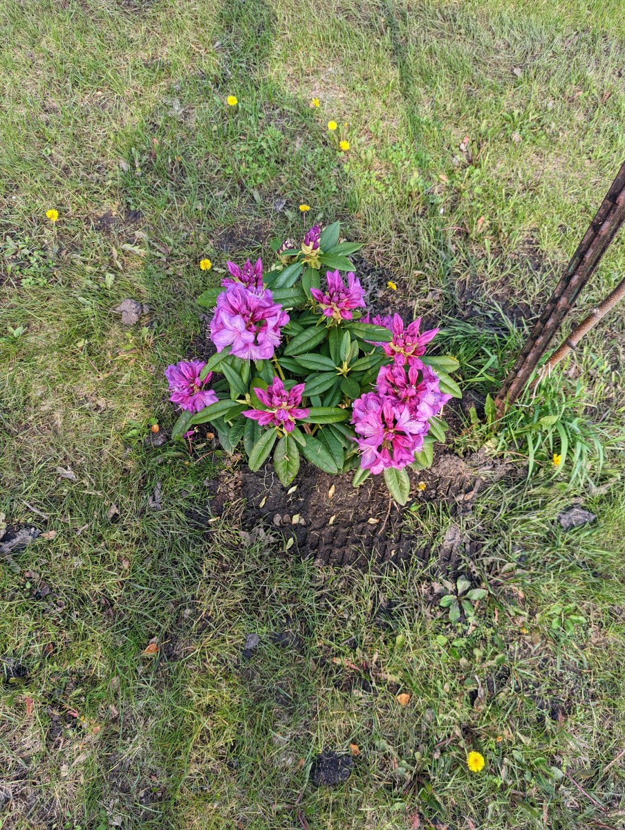 Shrubs - Planting Rhododendron - HubPages