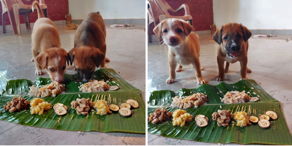 Kattai or Kattakal Alias Dog: Breed Information, Facts and ...