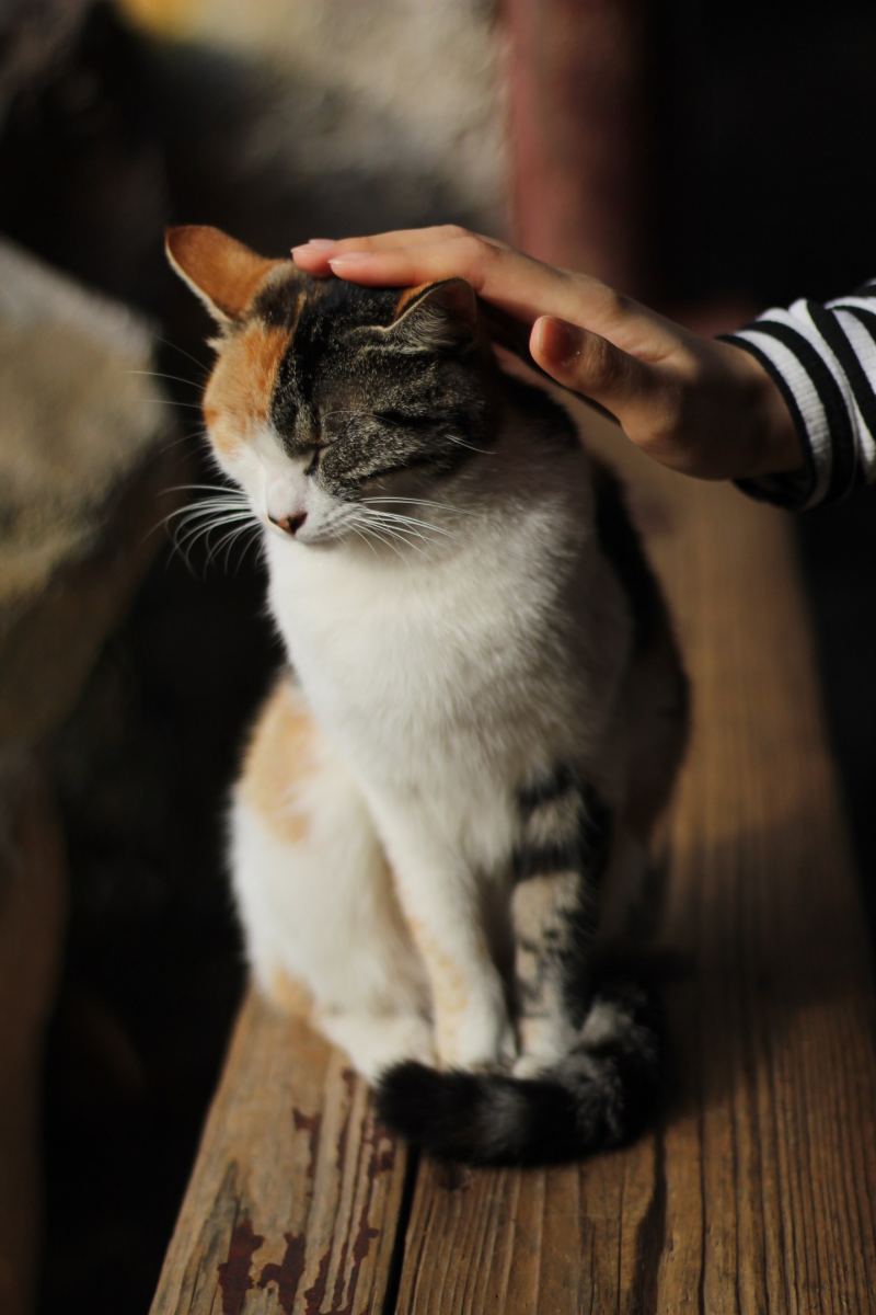 7 Reasons Why Your Cat Sits Next to You but Not on Your Lap - HubPages
