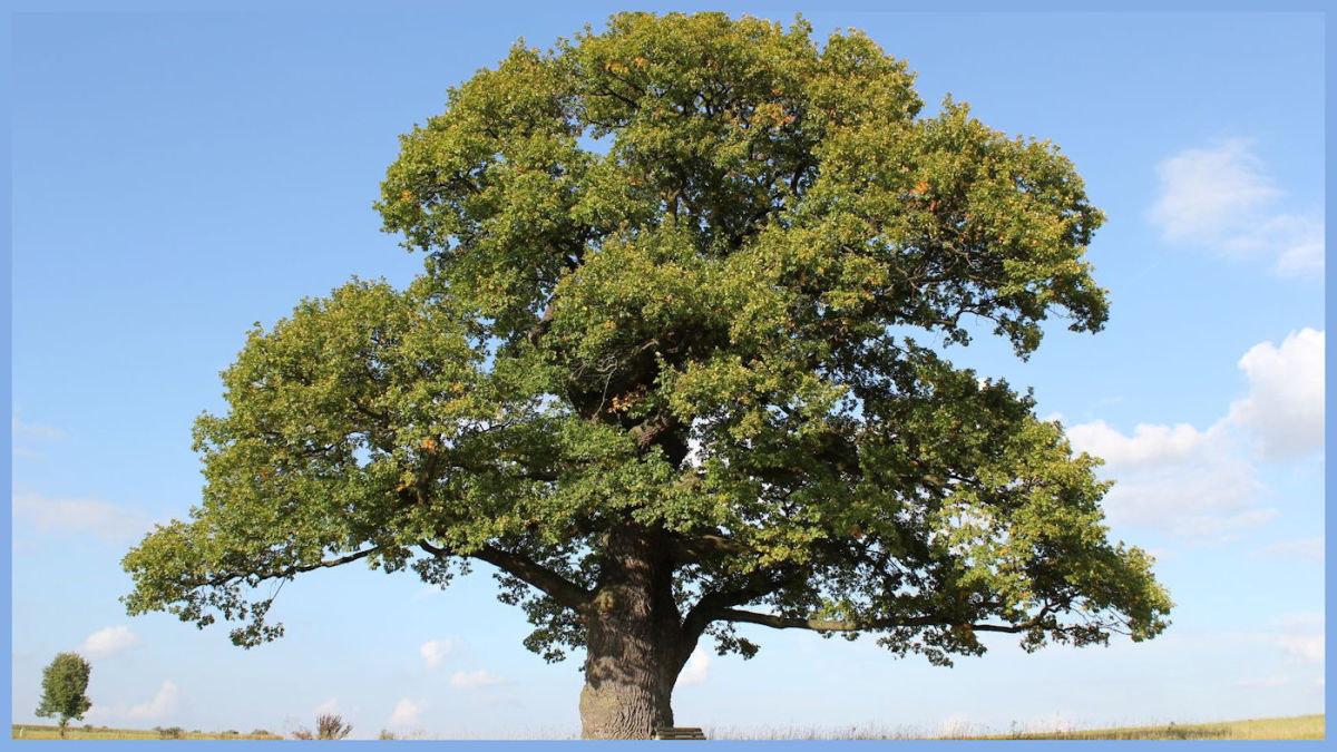 Brush Removal Services and Costs - HubPages