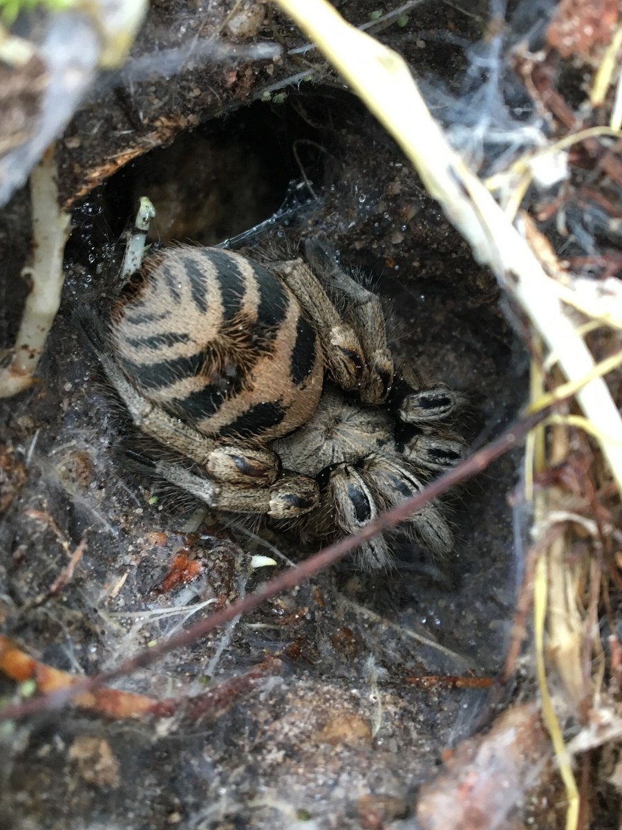 Lyrognathus Crotalus