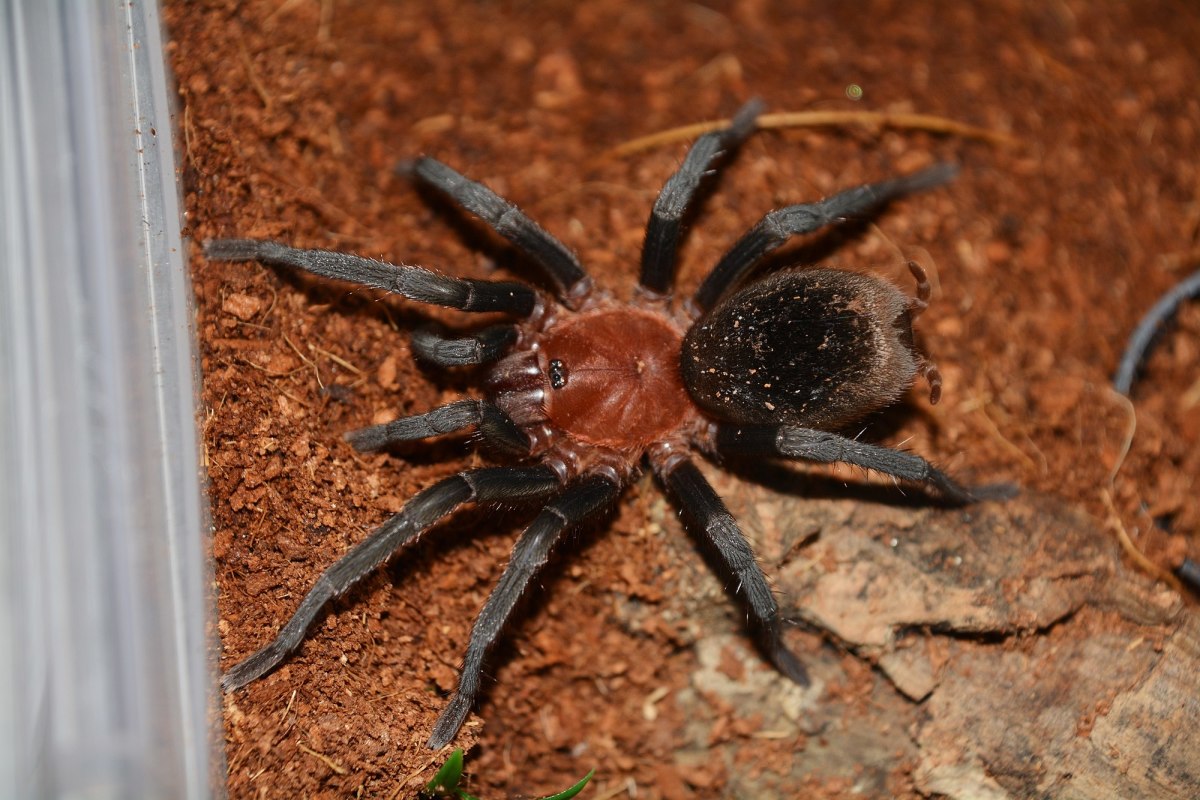 Chilobrachys Guangxiensis Care Sheet
